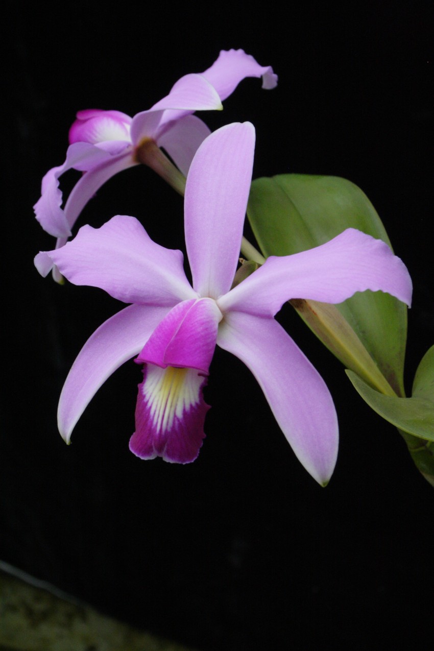 Cattleya violacea | F.F.O. - Fédération France Orchidées